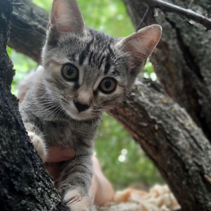 Котёнок в добрые руки