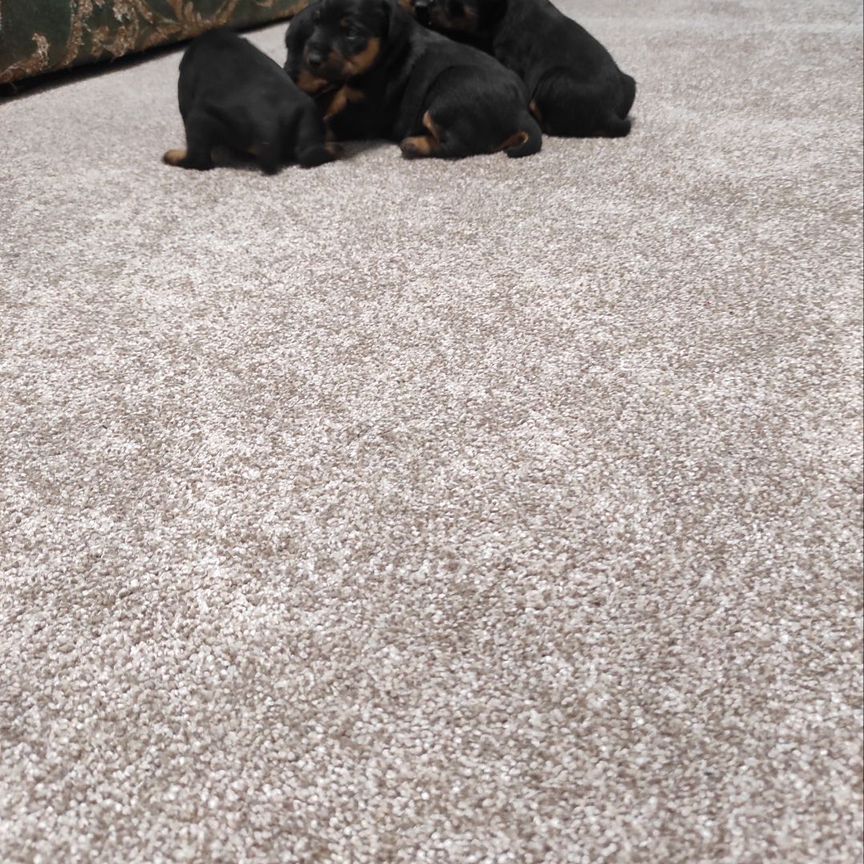 Щенки ягдтерьера