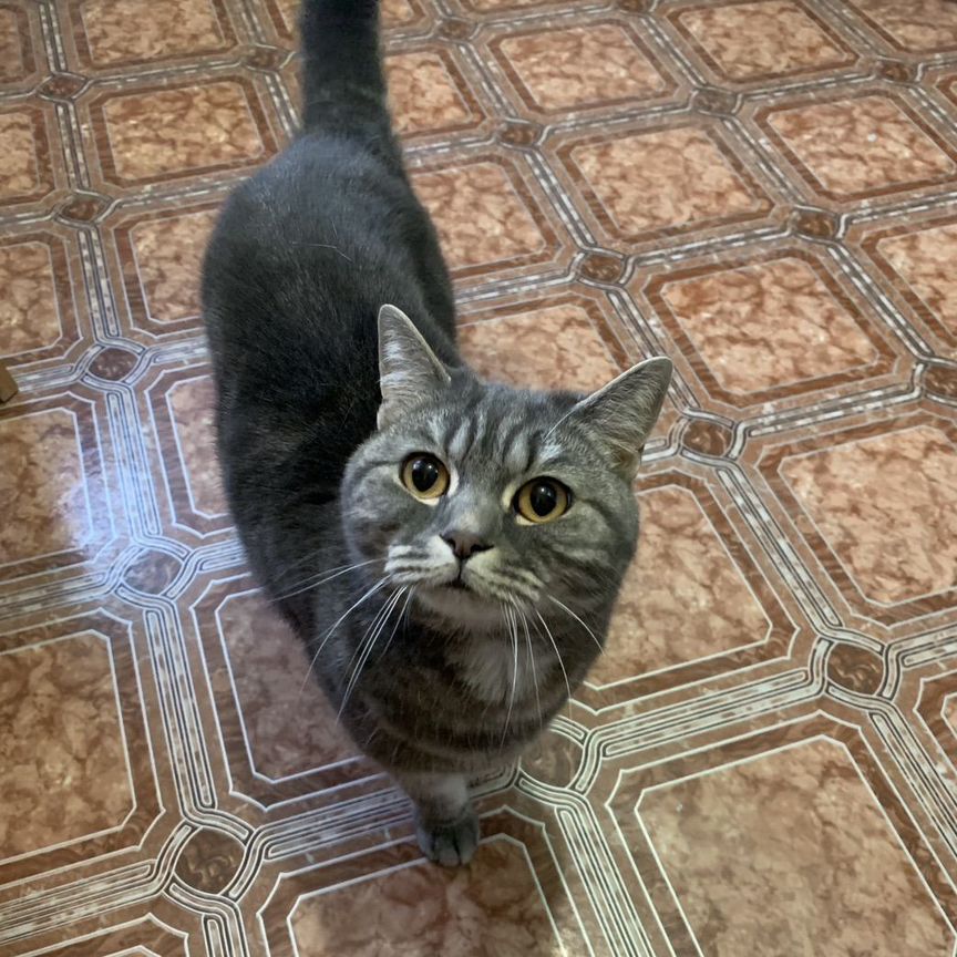 Британский короткошёрстный, взрослый кот