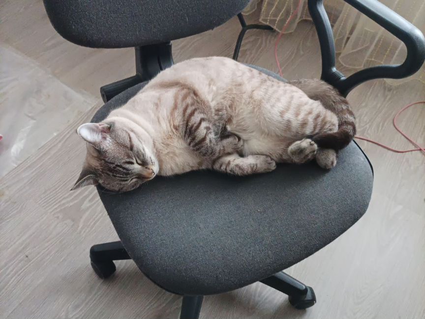 Кот Тимоша