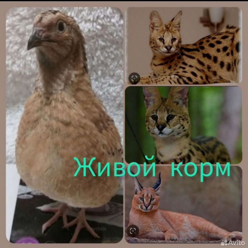 Перепела на корм животным