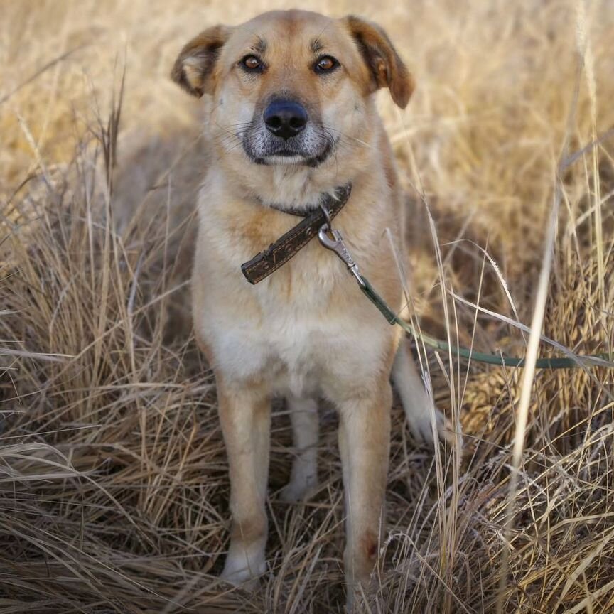 Собака в добрые руки - Дюна