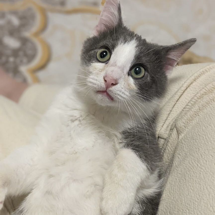 Котенок мальчик