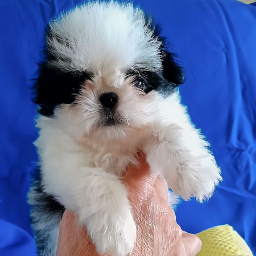 Японский хин, щенок