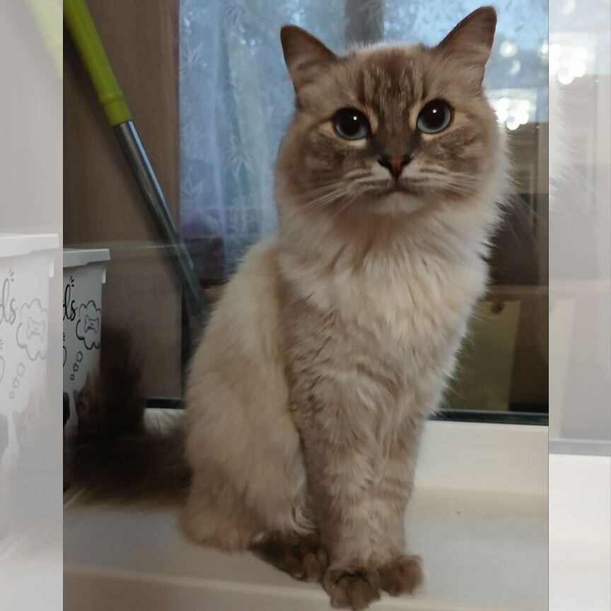 Кошки ищут дом