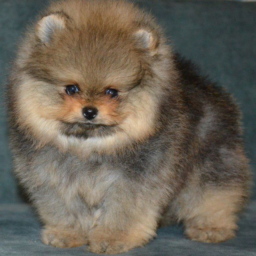 Померанский шпиц мини крем соболь окрасы мишки