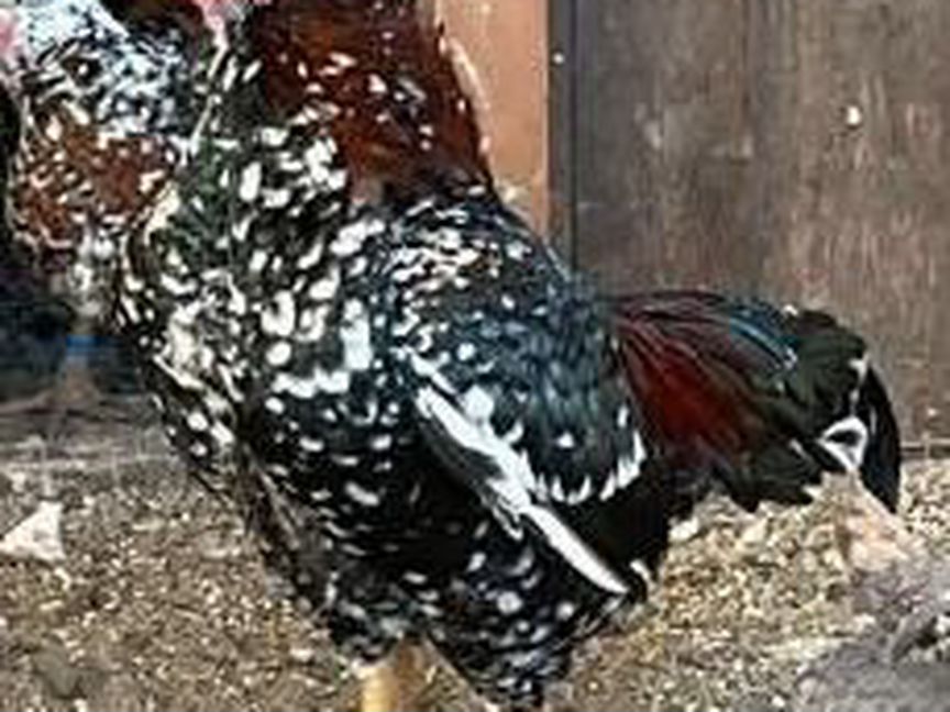 Азиль карликовая инк яйцо