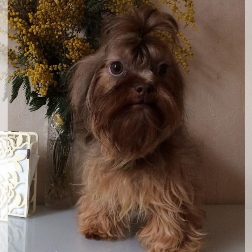 Щенки цветной болонки