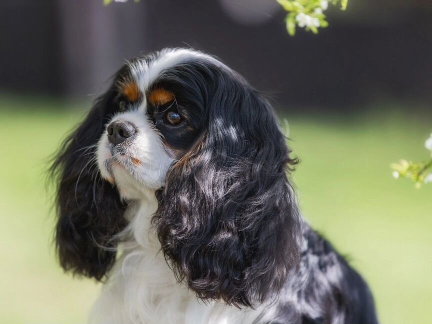 Вязка кавалер кинг чарльз спаниель