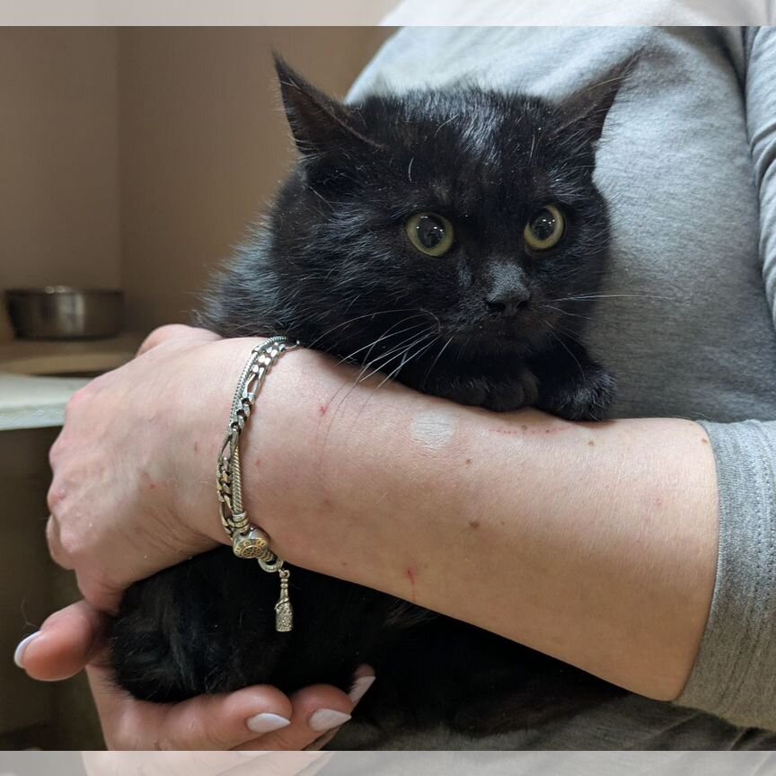 Котёнок в добрые руки