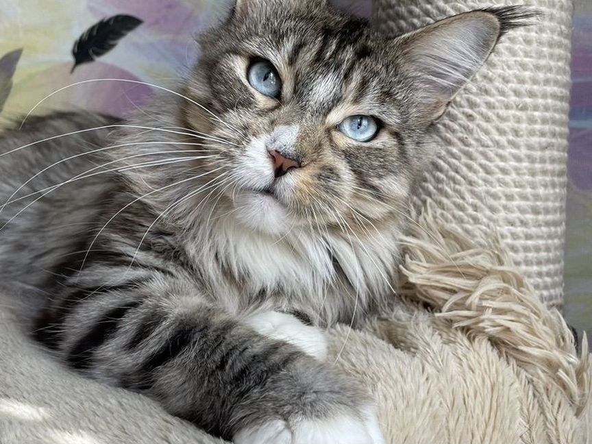 Мейн-кун кошка дгг