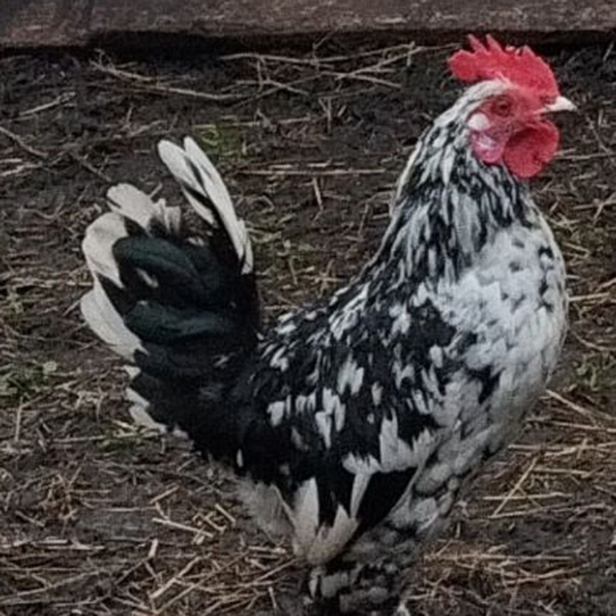 Молодые петухи