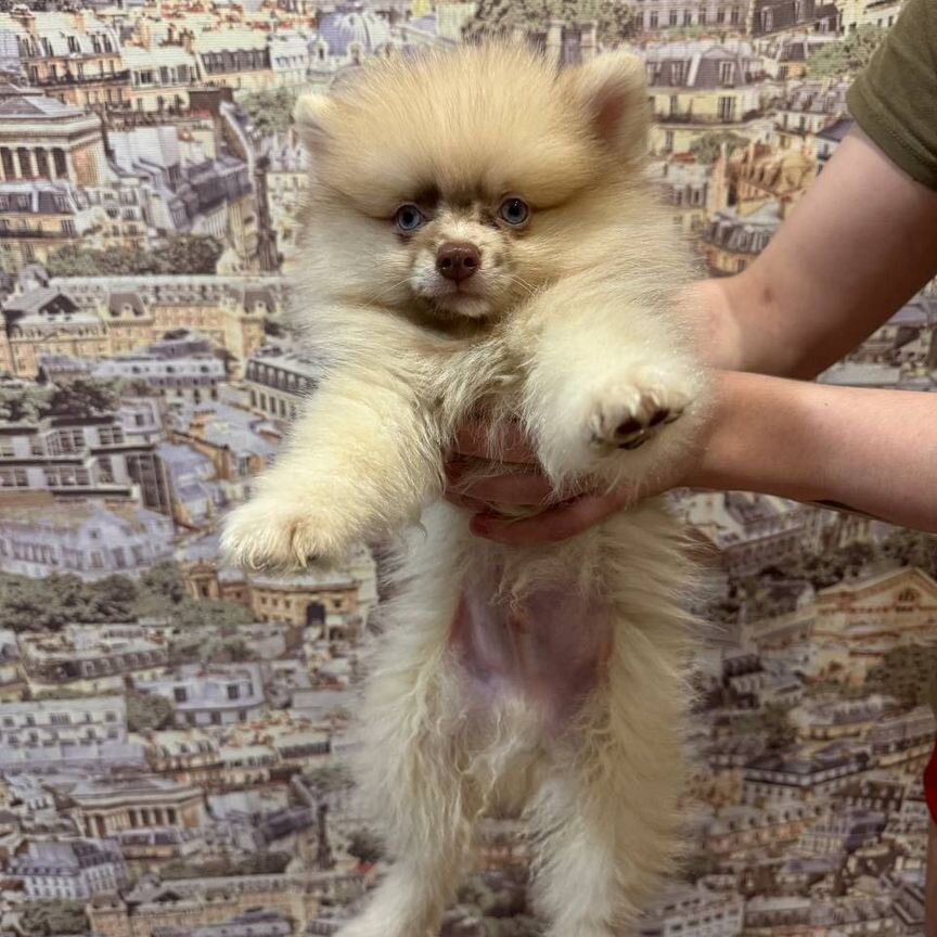 Померанский шпиц