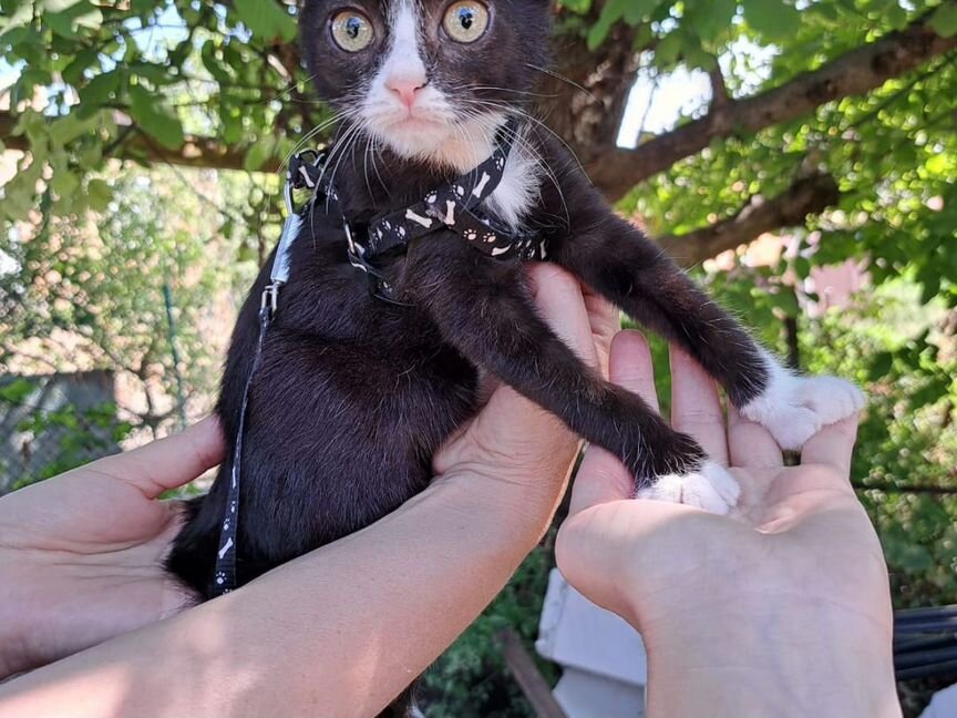 Котята в добрые руки бесплатно