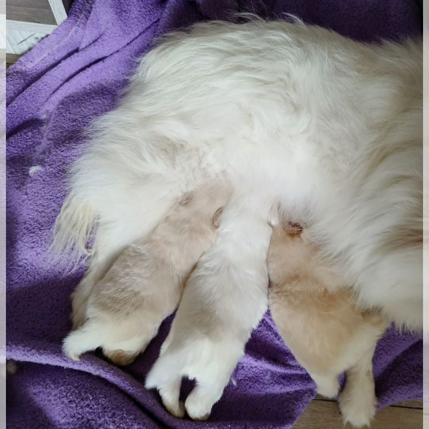 Немецкий шпиц, щенок