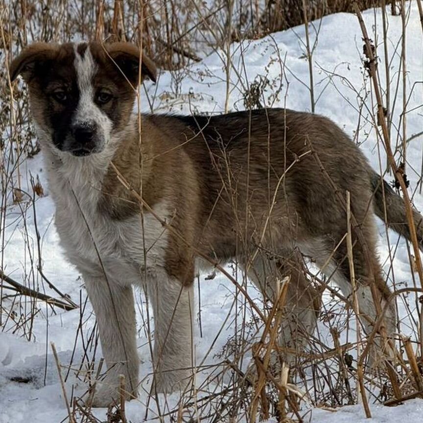 Щенок в добрые руки