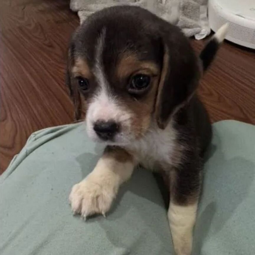 Бигль, щенок