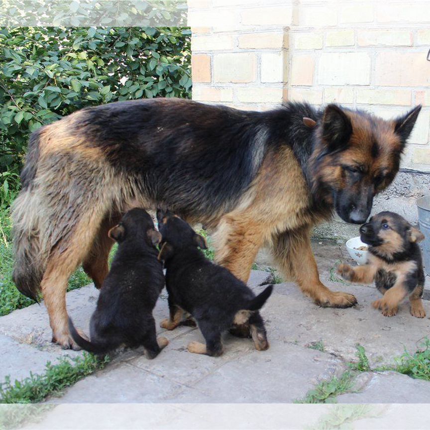 Овчарки-Овчарки- здоровые,крепкие щенки