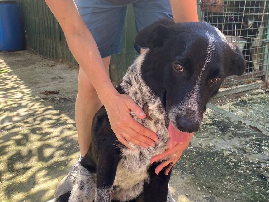 Собака с тяжелой судьбой