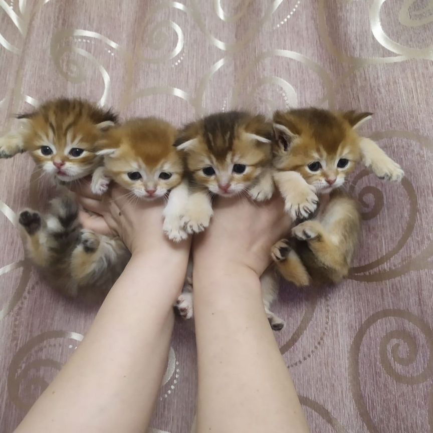 Котята малыши