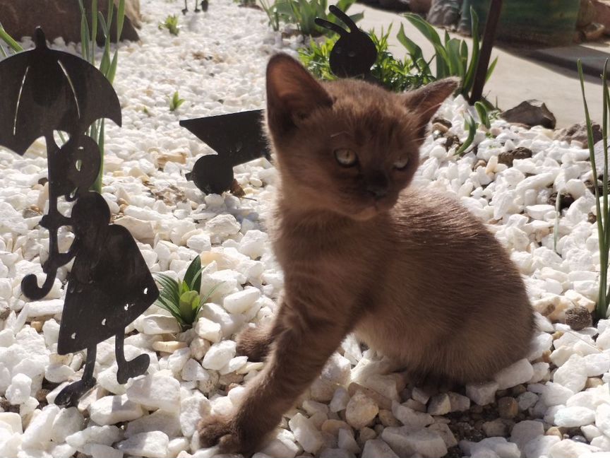 Бурманская кошечка