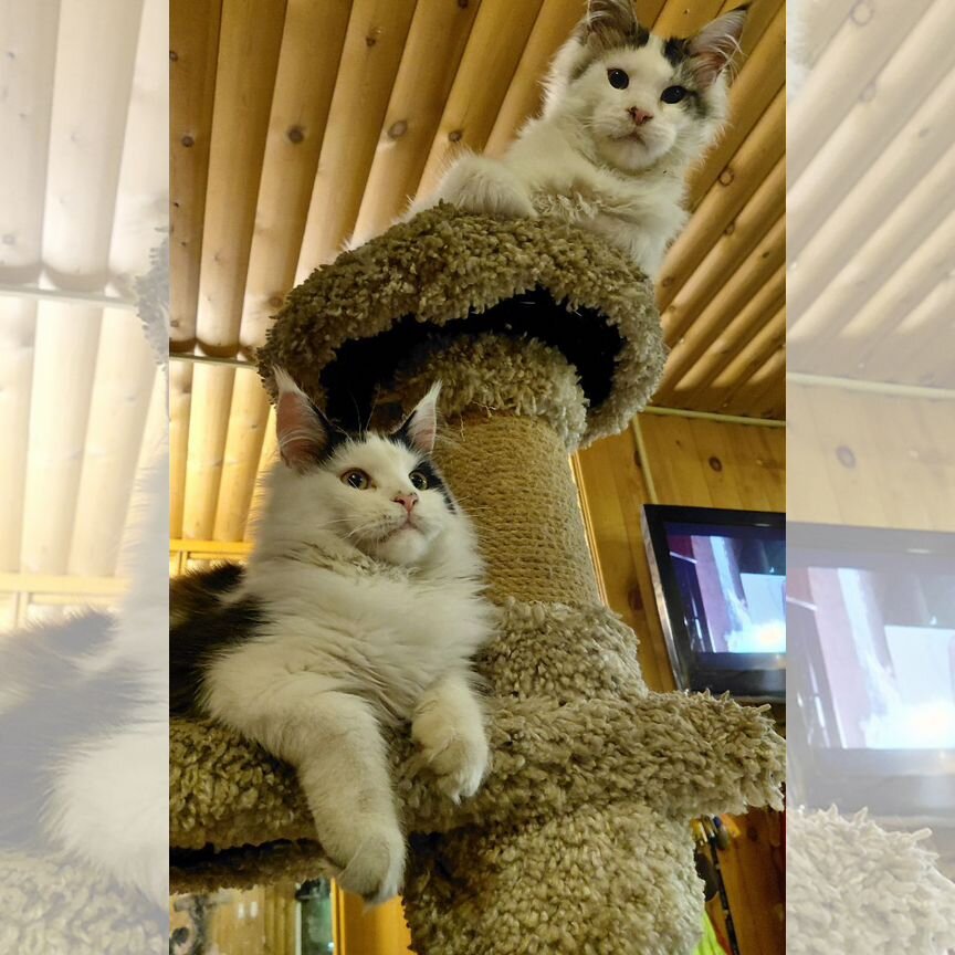 Мейн-кун котёнок