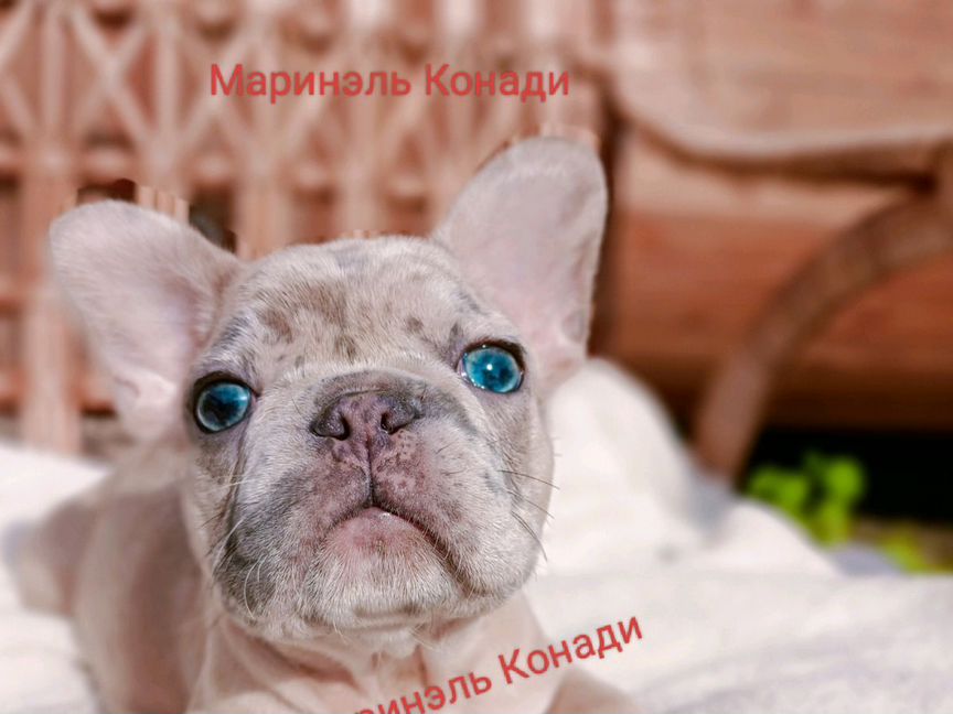 Эксклюзивная девочка французского бульдога