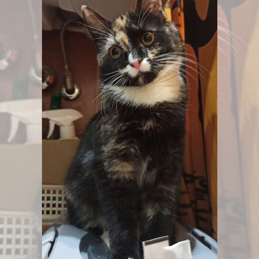 Очаровательная девочка ищет семью