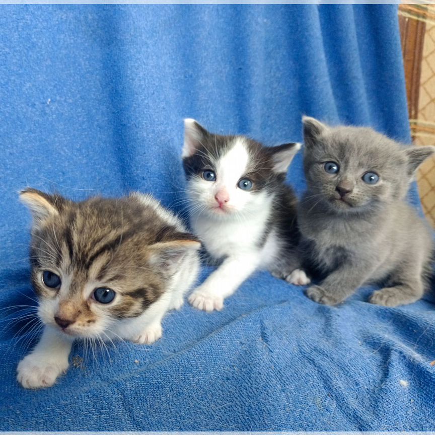 Котята в добрые руки