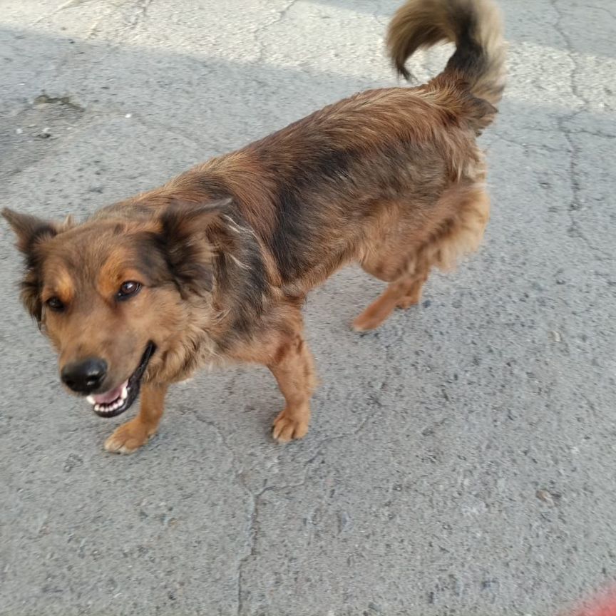 Собака в добрые руки