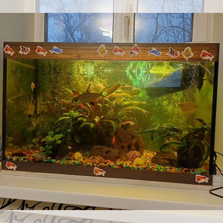 Аквариум с рыбками