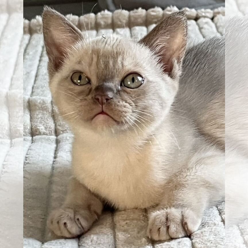 Европейский бурманский котёнок