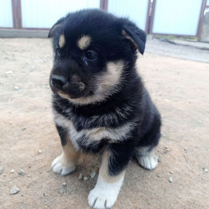 Щенок