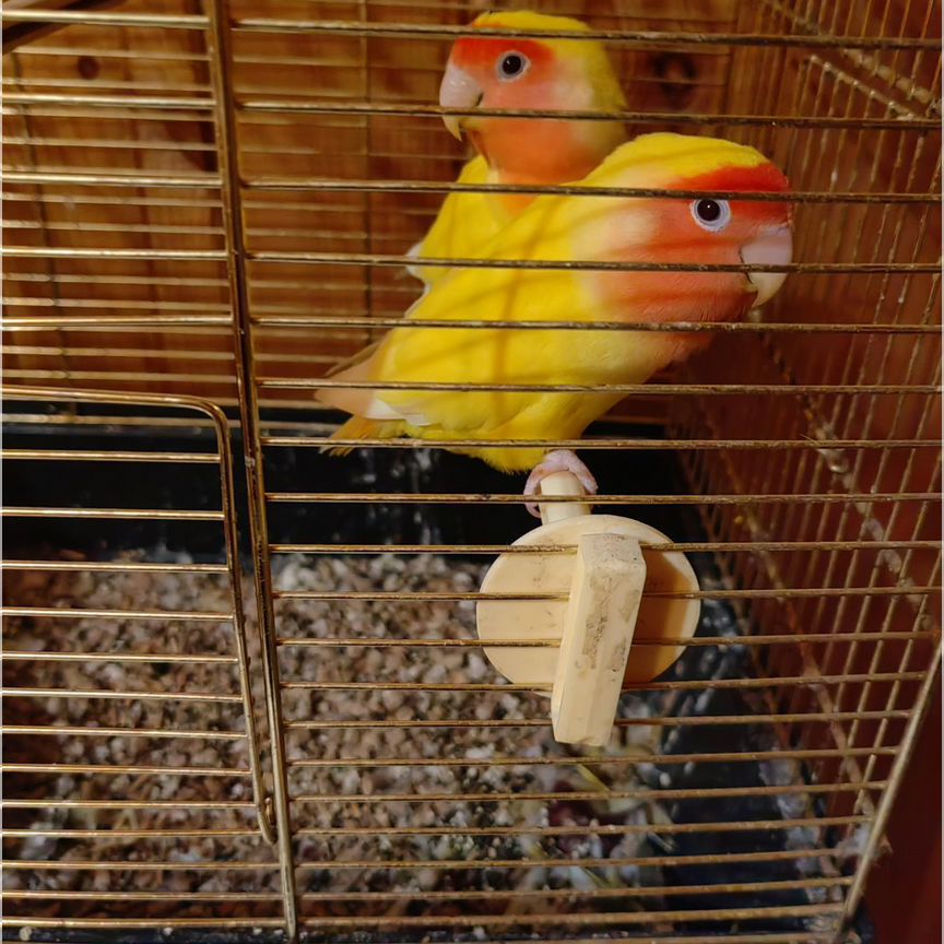 Попугай неразлучники с клеткой