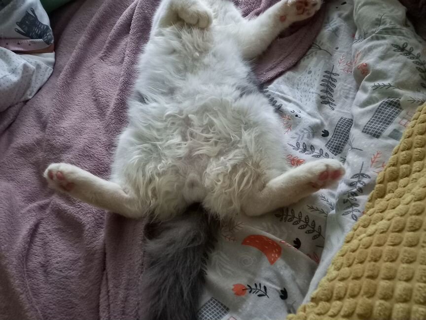 Пристрою котёнка