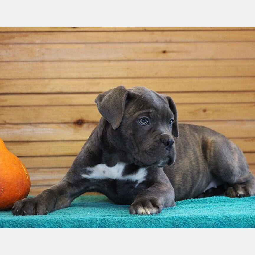 Кане Корсо. Шикарная девочка