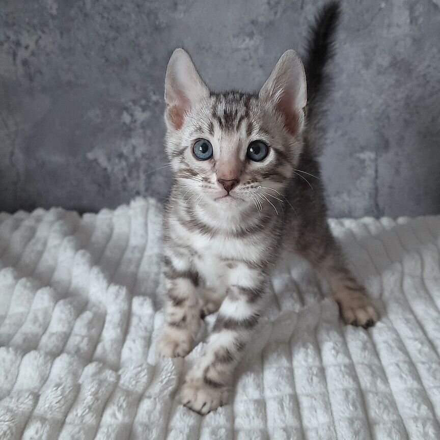 Серебро мальчик бенгал