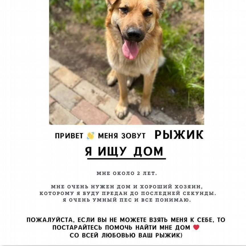 Собака в добрые руки