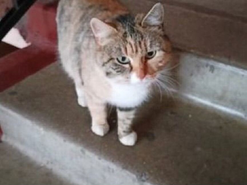 Трехцветное счастье выставили в подьезд