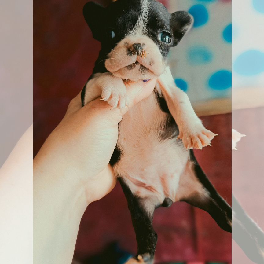 Французский бульдог