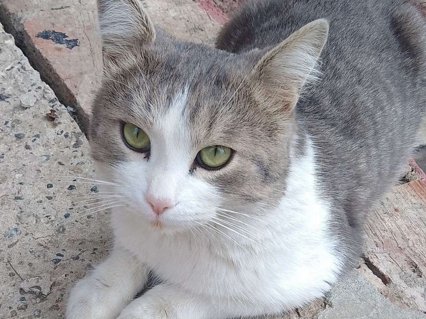 Кошка