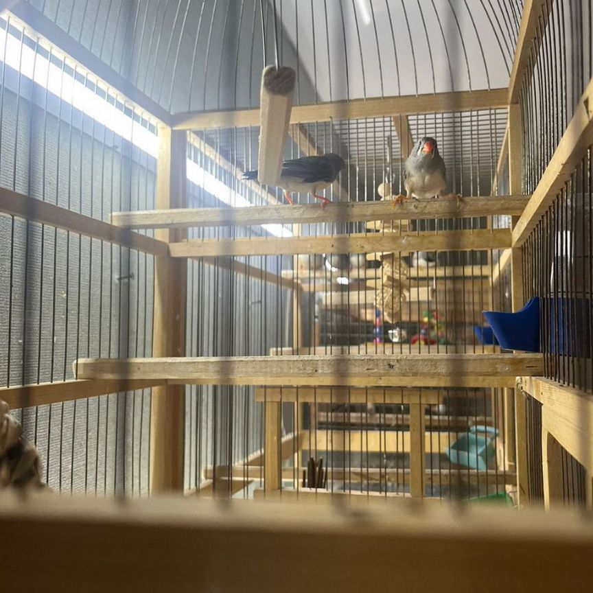 Зебровые амадины