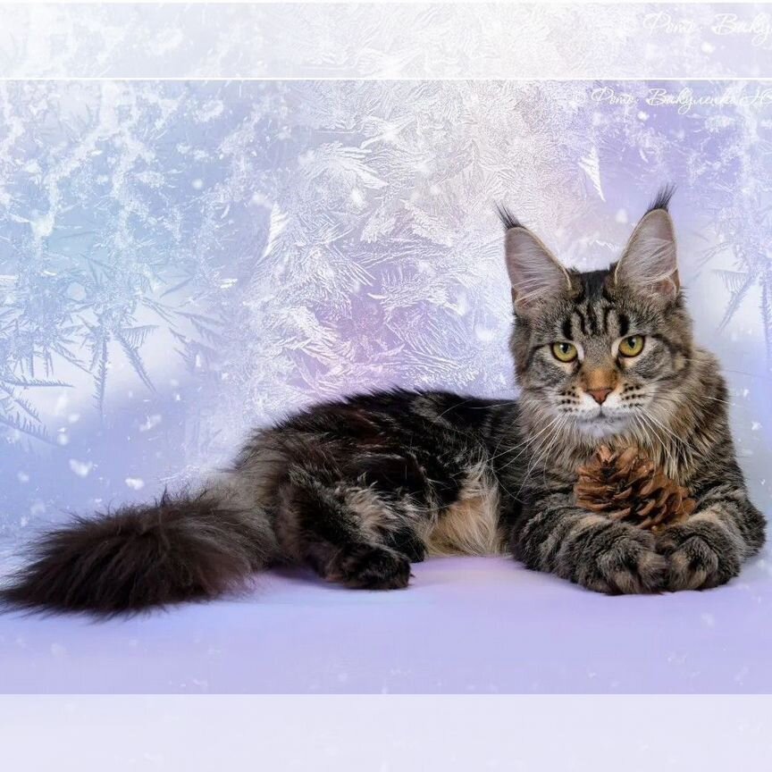 Мейн-кун котёнок