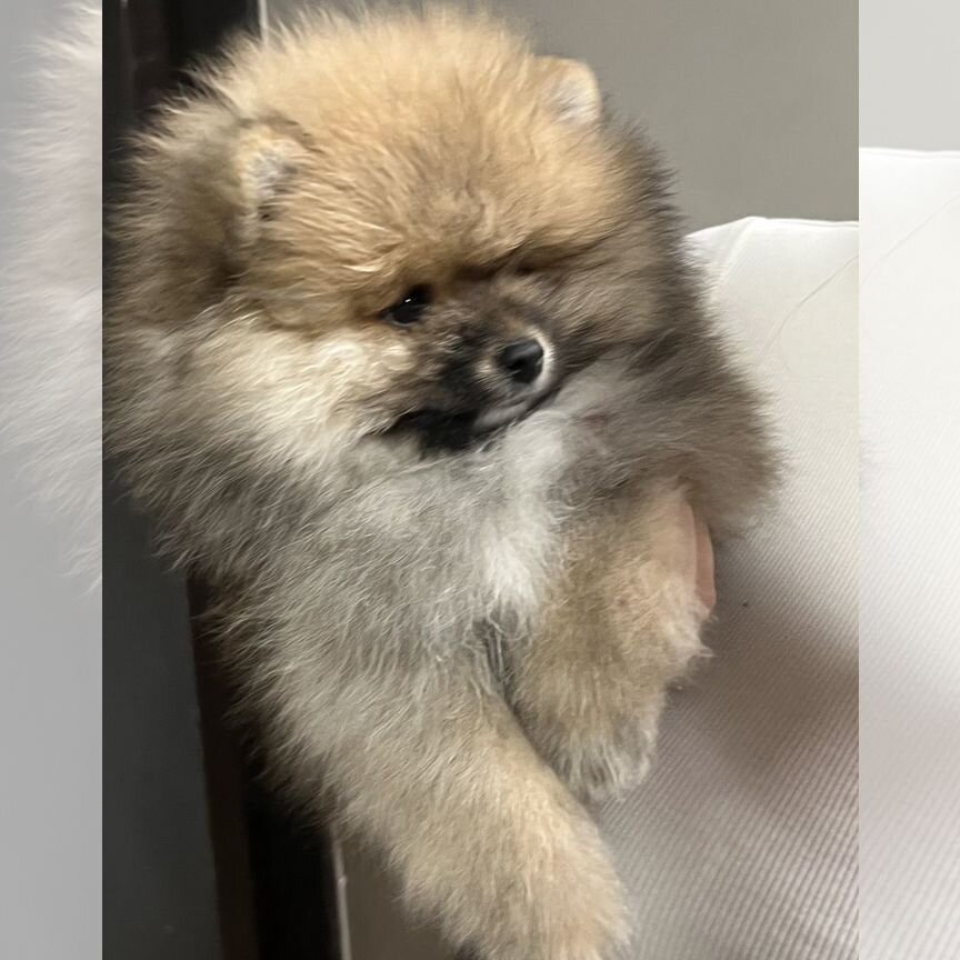 Померанский шпиц, щенок