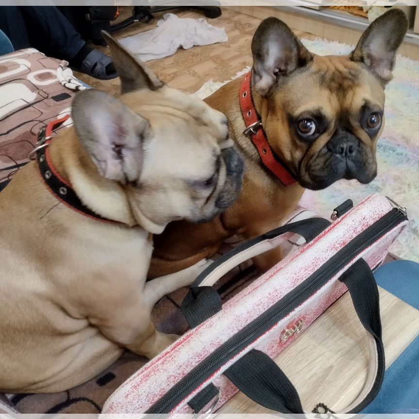 Французский бульдог, взрослая собака