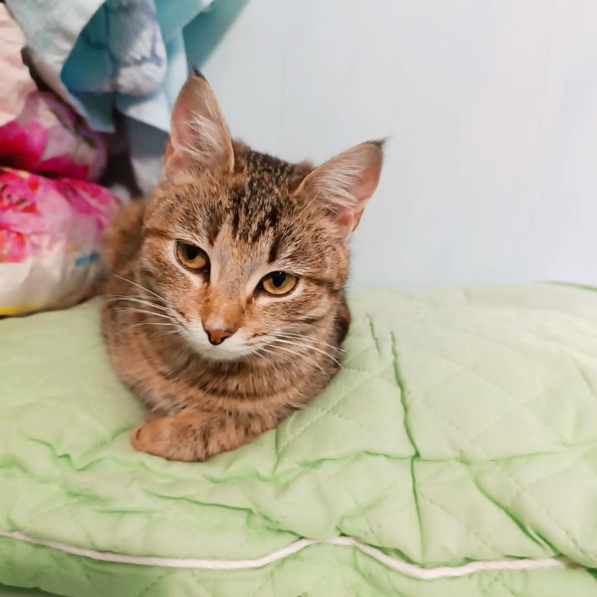 Сибирская кошечка