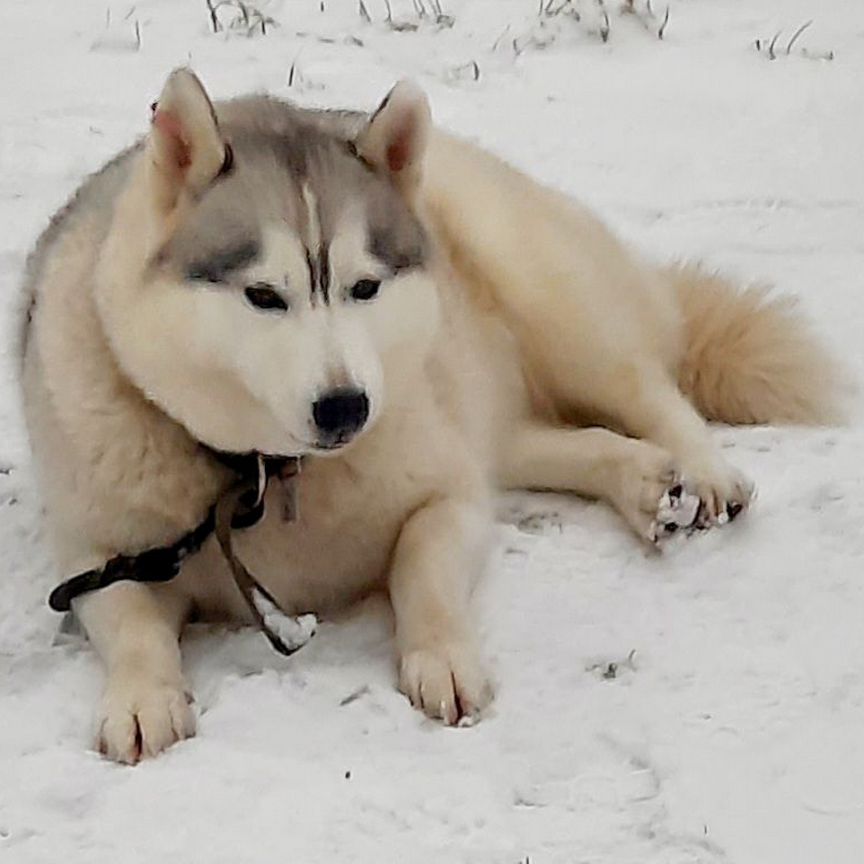 Сибирский хаски