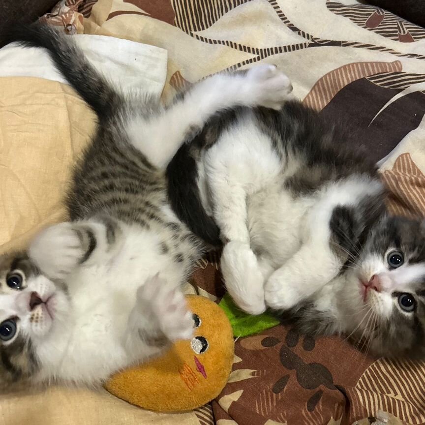 Вислоухие котята в добрые руки