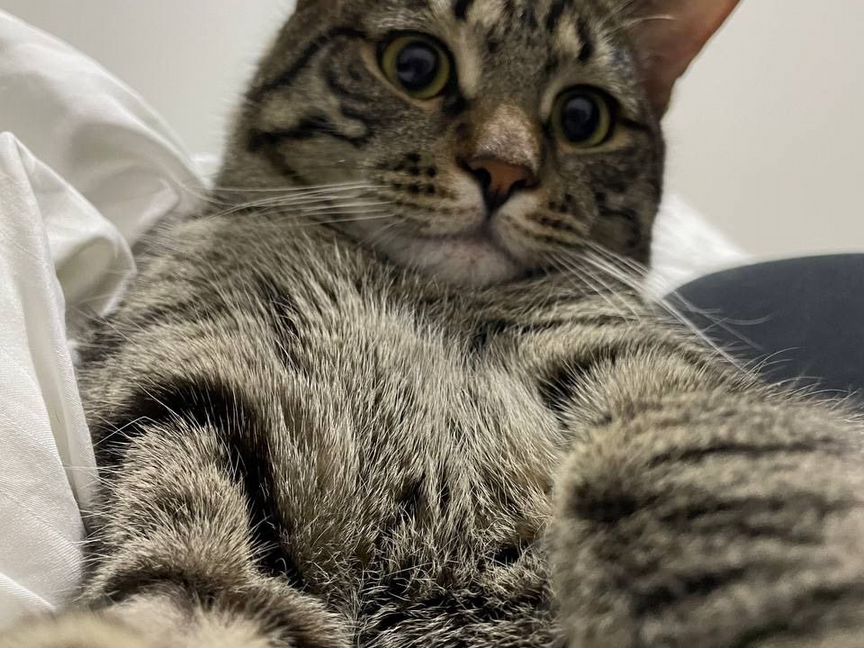 Молодой котик ищет дом