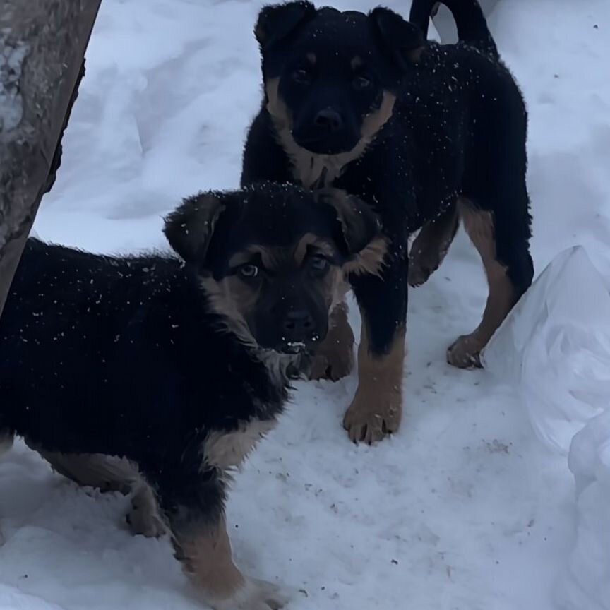 Щенок в добрые руки